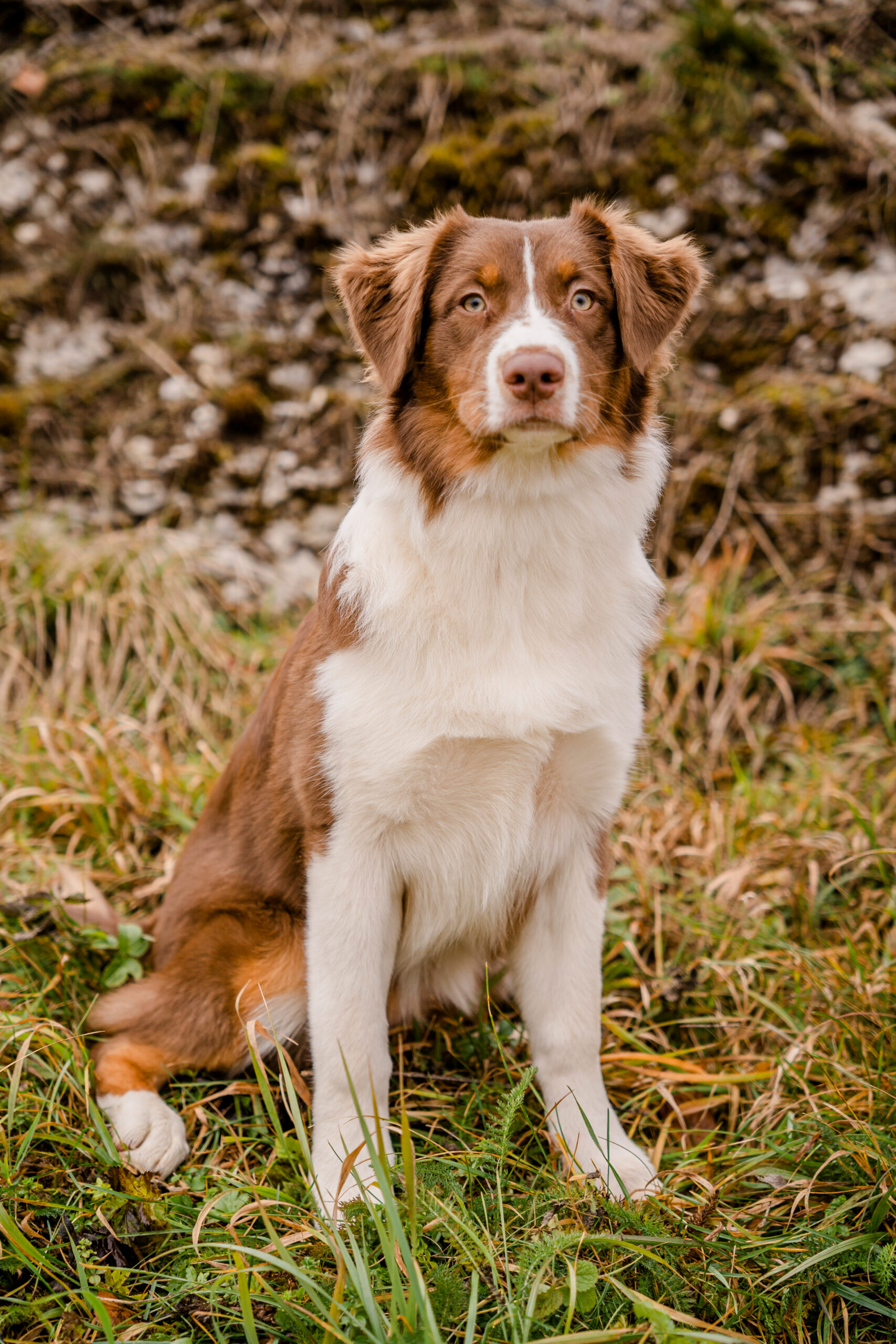 Unsere Hunde – Rock n Storm Australian Shepherds